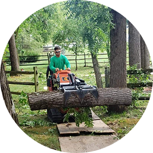 Amazing Tree Services LLC – Tree Trimming IN Pottstown, PA, Tree ...